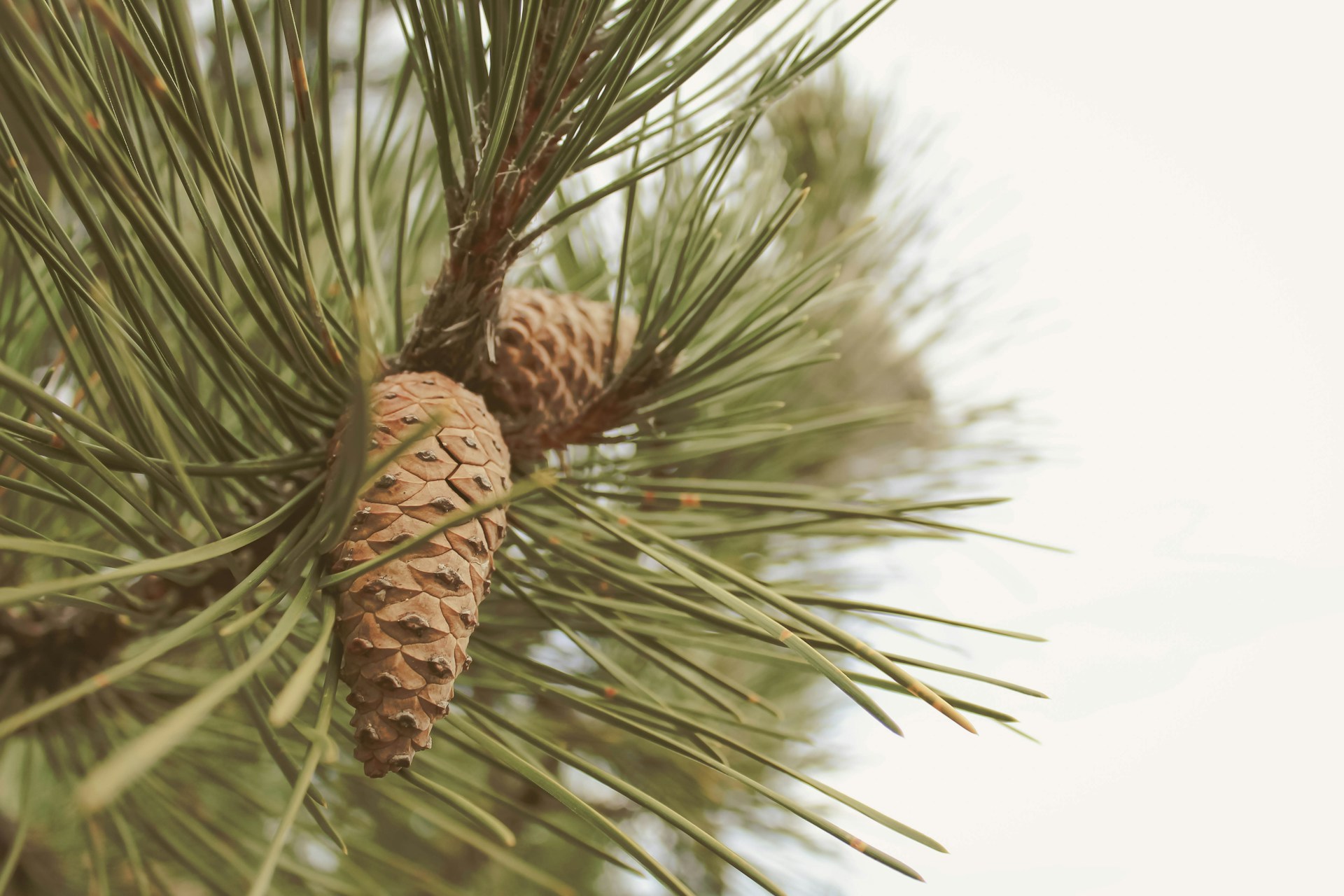 Pinus: Pohon Unik dengan Segudang Manfaat untuk Alam dan Manusia